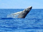Breaching Baby Humpback! | We Live In A Postcard